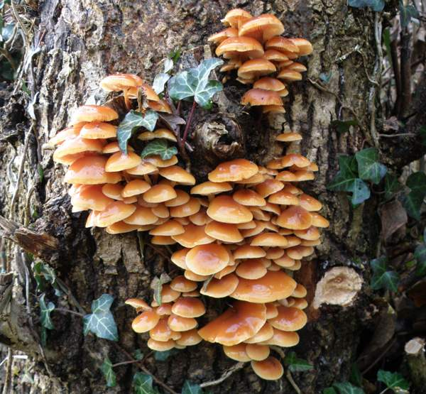 Winter Fungi